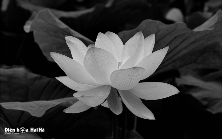 Hoa sen trắng đám tang |Hình ảnh chia buồn tang lễ