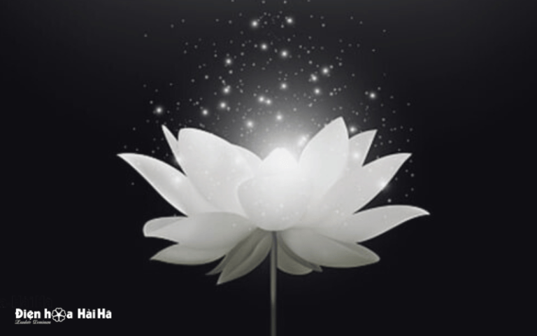 Hoa sen trắng đám tang |Hình ảnh chia buồn tang lễ